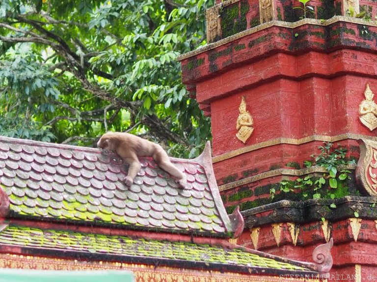 Affentempel – Wat Tham Pla | Stefan in Thailand